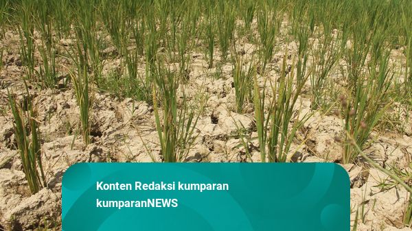 Bmkg Ingatkan Potensi Kekeringan Di Yogya Jatim Hingga Bali